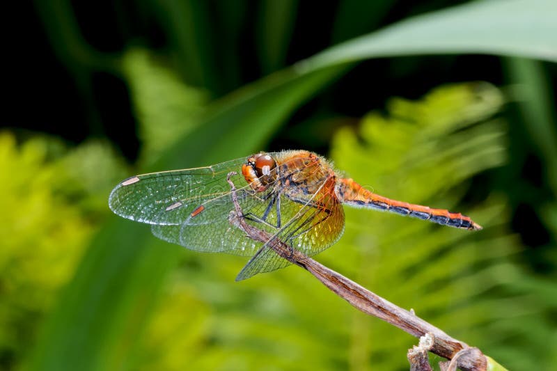 Sympetrum vulgatum stock image. Image of sympetrum, dragonfly - 20615341