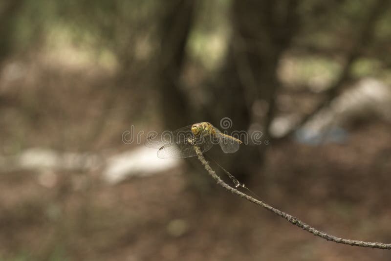 Sympetrum Vulgatum Vagrant Darter with Drooping Wings Waiting Stock ...