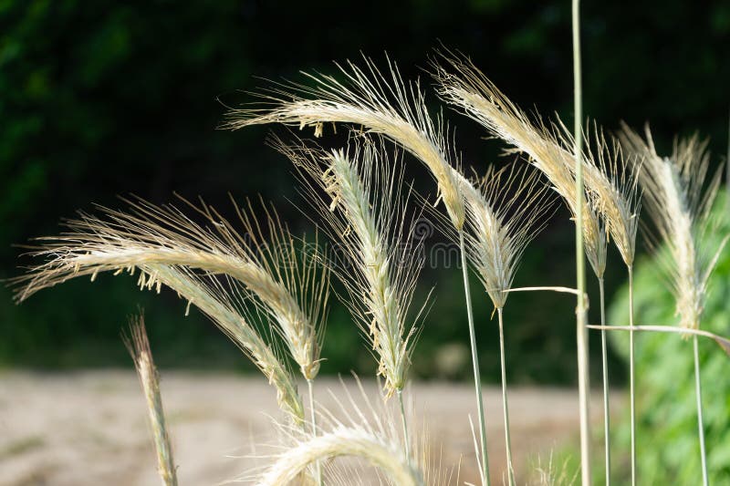 Symphony of Nature: Spikelets As Musical Instruments Stock Image ...