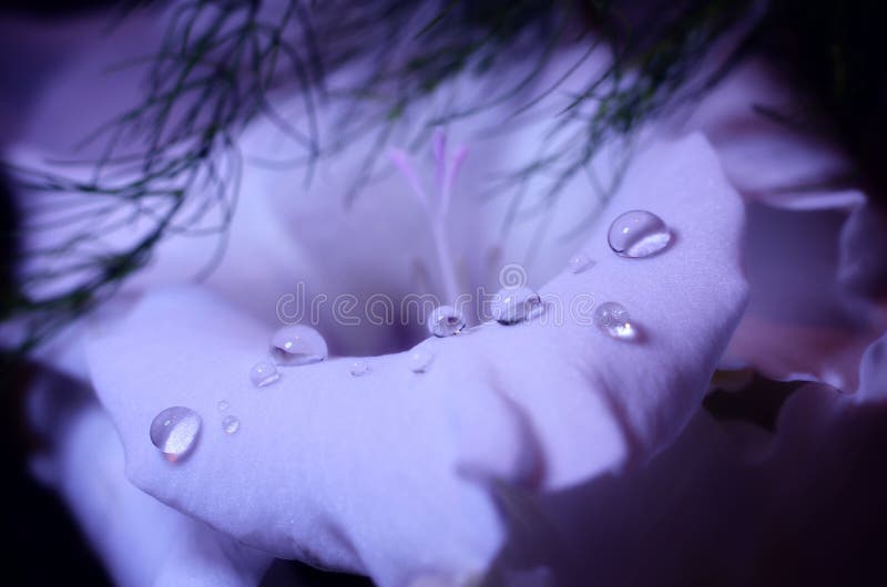 Symphony rain stock photo. Image of drop, reflection - 56234814