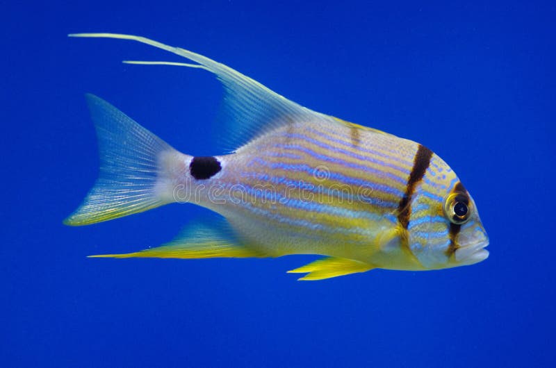 Symphorichthys Spilurus - Sailfin Snapper Stock Image - Image of animal ...