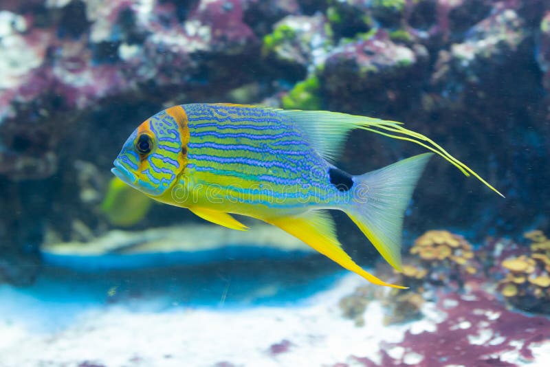 Sailfin Snapper Fish Symphorichthys Spilurus Stock Foto - Image of ...