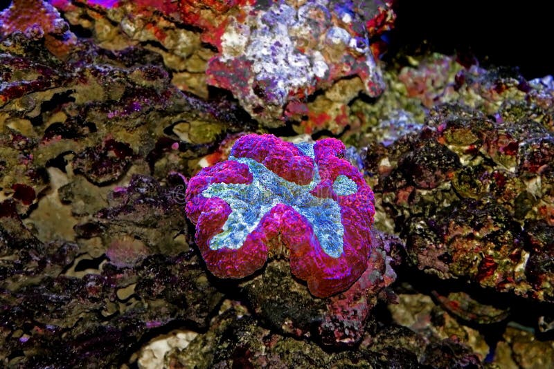 Symphyllia Brain LPS Coral - (Symphyllia Agaricia) Stock Image - Image ...
