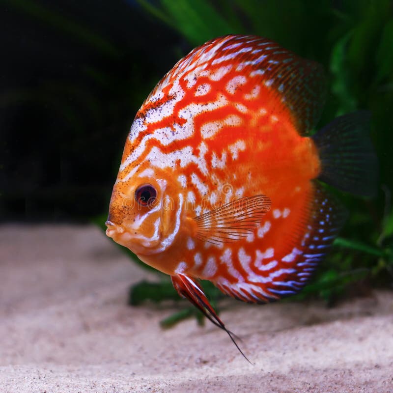Symphysodon Discus Aquarium Fish Stock Image - Image of aquarium, water ...