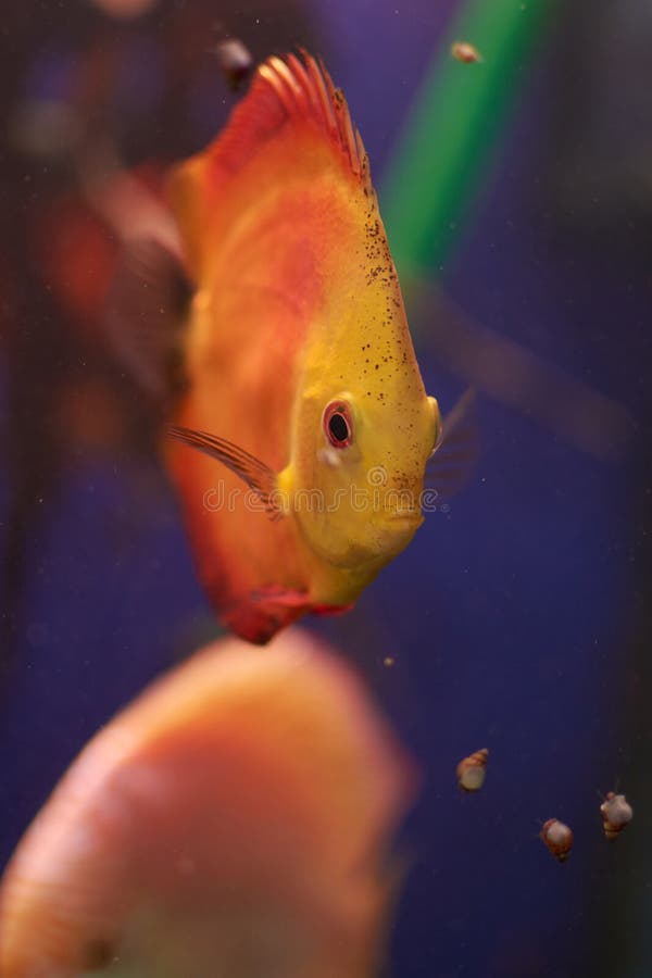 Symphysodon or Discus Fish from Amazon River Stock Image - Image of ...