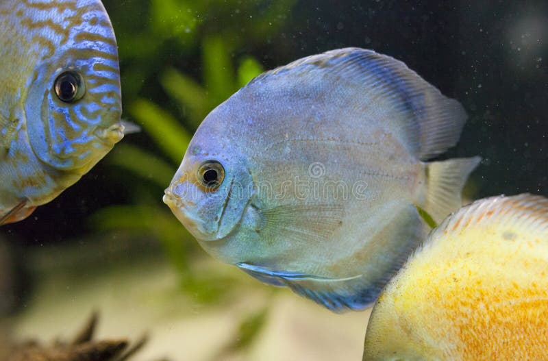 Symphysodon discus fish stock photo. Image of cichlid - 281553206
