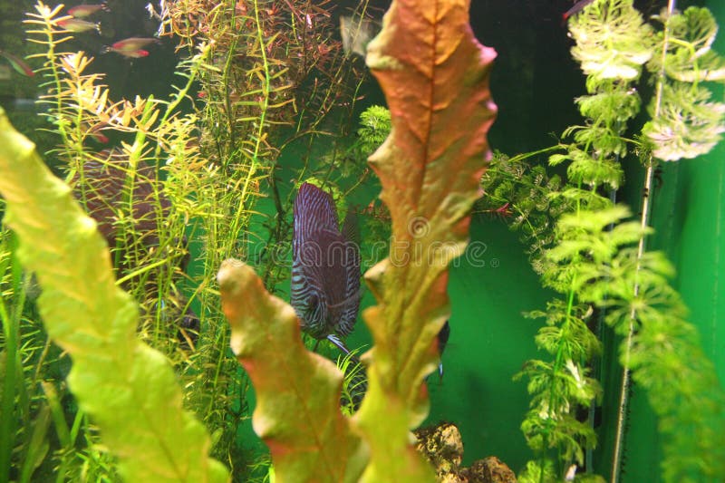 Symphysodon is a Genus of Cichlid Fish Widely Distributed in the Amazon ...