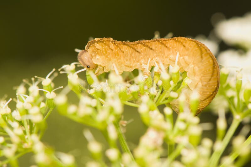 Symphyta stock photo. Image of herbal, insect, background - 46591802