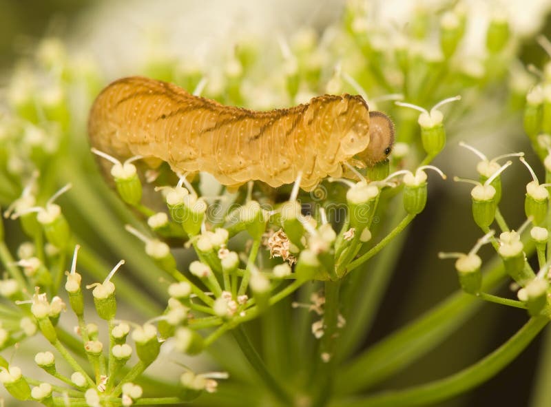 Symphyta stock photo. Image of herbal, insect, background - 46591802