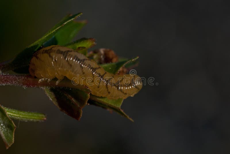 Sawfly, Symphyta Larva on Grass Blade, Macro Photo Stock Image - Image ...