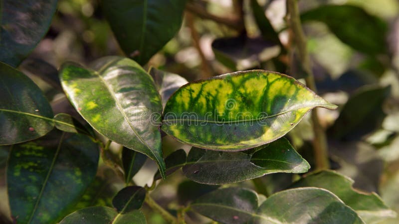 Symptom of Citrus Leaf from Trace Element Deficiency Stock Photo ...