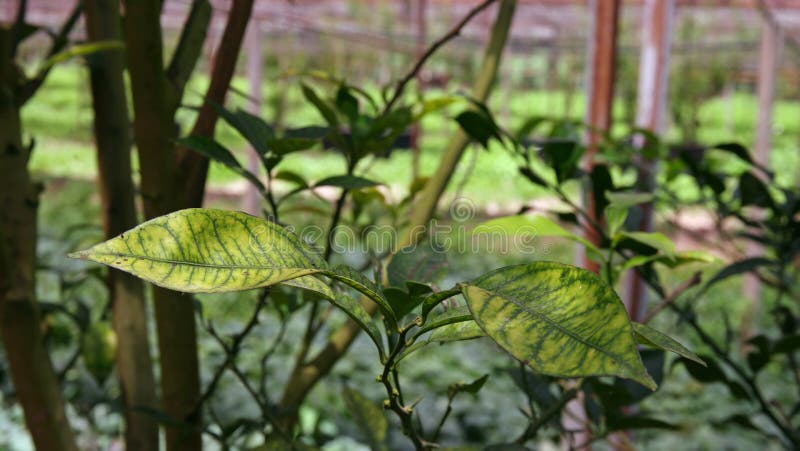 Symptom of Citrus Leaf from Trace Element Deficiency Stock Photo ...