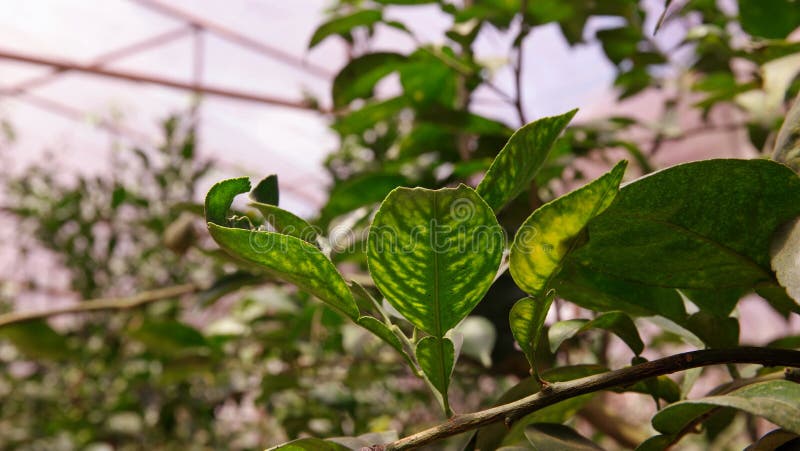 Symptom of Citrus Leaf from Trace Element Deficiency Stock Image ...
