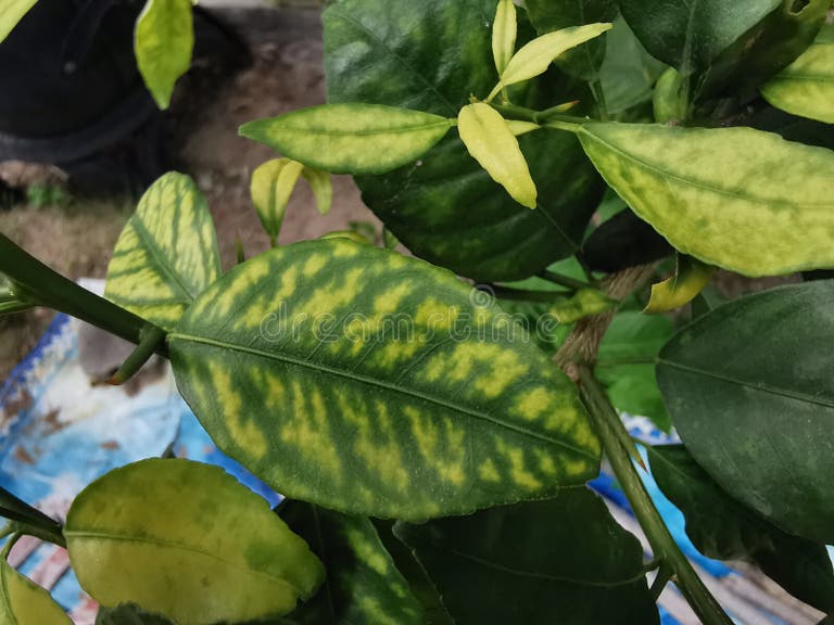 Citrus Leaf Deficiency Stock Photos - Free & Royalty-Free Stock Photos ...