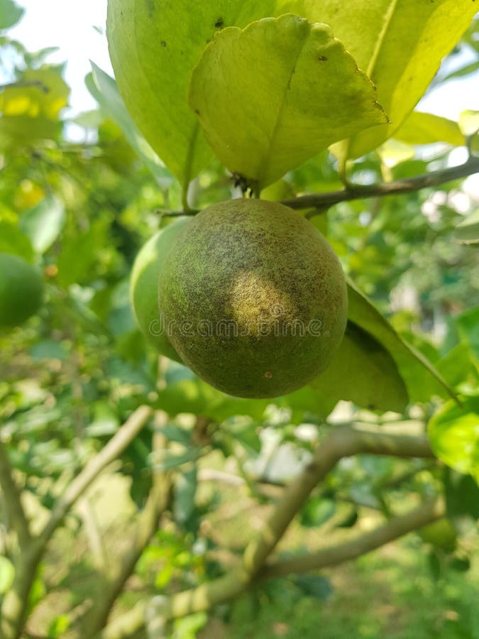 Citrus Rust Mite on Lime Fruit Stock Photo - Image of background, lime ...