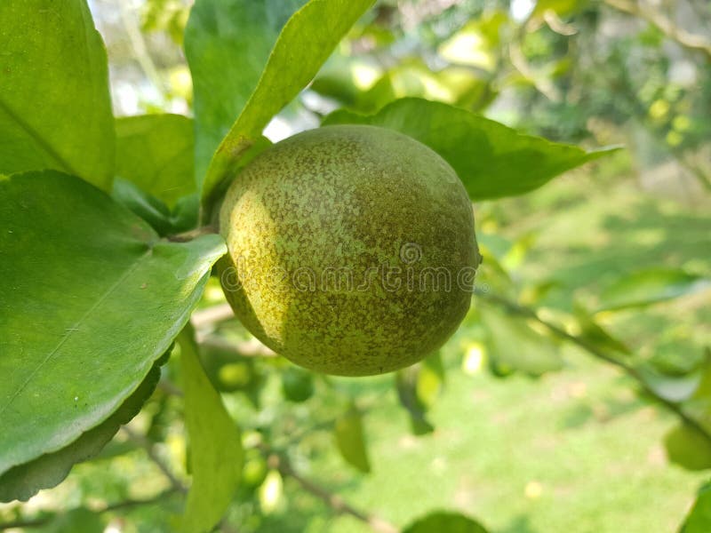 Citrus Rust Mite on Lime Fruit Stock Photo - Image of background, lime ...