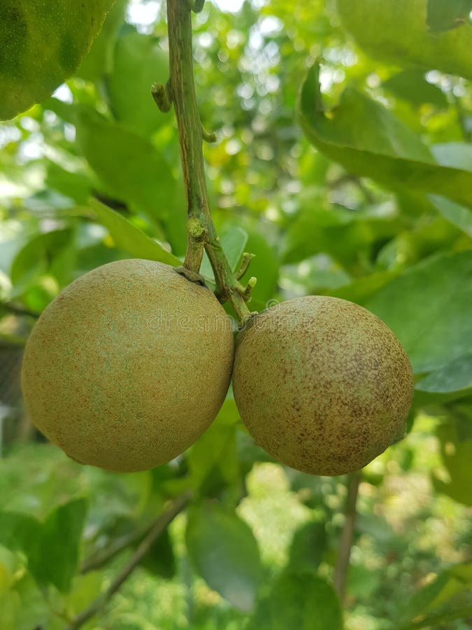 Citrus Rust Mite on Lime Fruit, Cause Damage of Fruit Stock Image ...