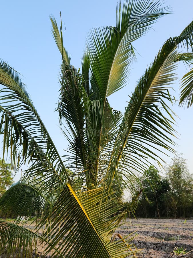 Coconut Rhinoceros Beetle (Oryctes Rhinoceros) Stock Image - Image of ...