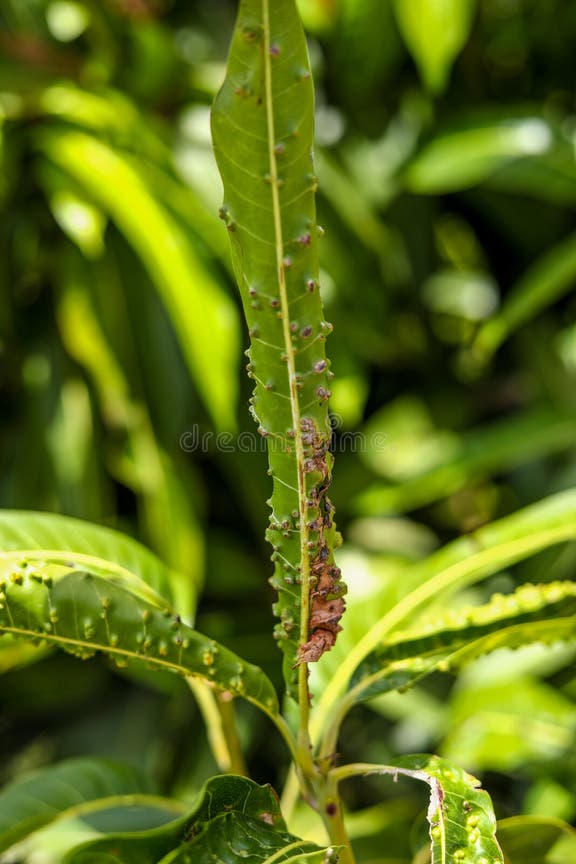 Symptoms of Nutrition Deficiency and Bacterial Attack on Mango ...