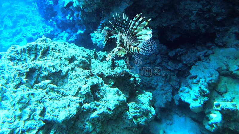 Synanceia Poison Fish Red Sea Stock Footage - Video of egypt, video ...