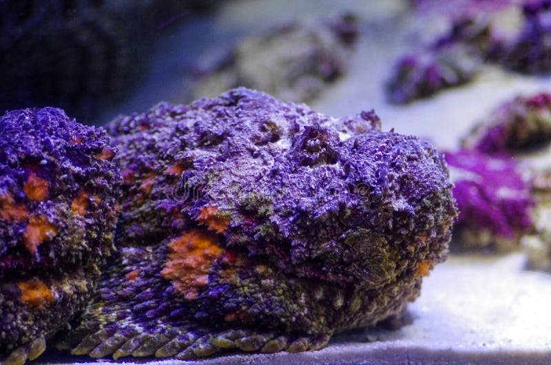 Synanceia Verrucosa in Water Stock Photo - Image of life, synanceia ...