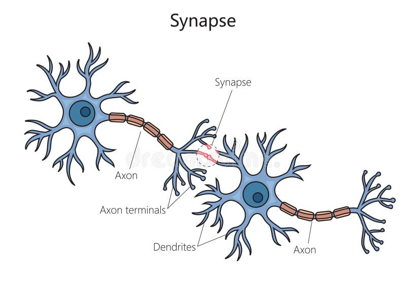 Neuron Synapse Labeled Diagram Stock Illustrations – 32 Neuron Synapse ...