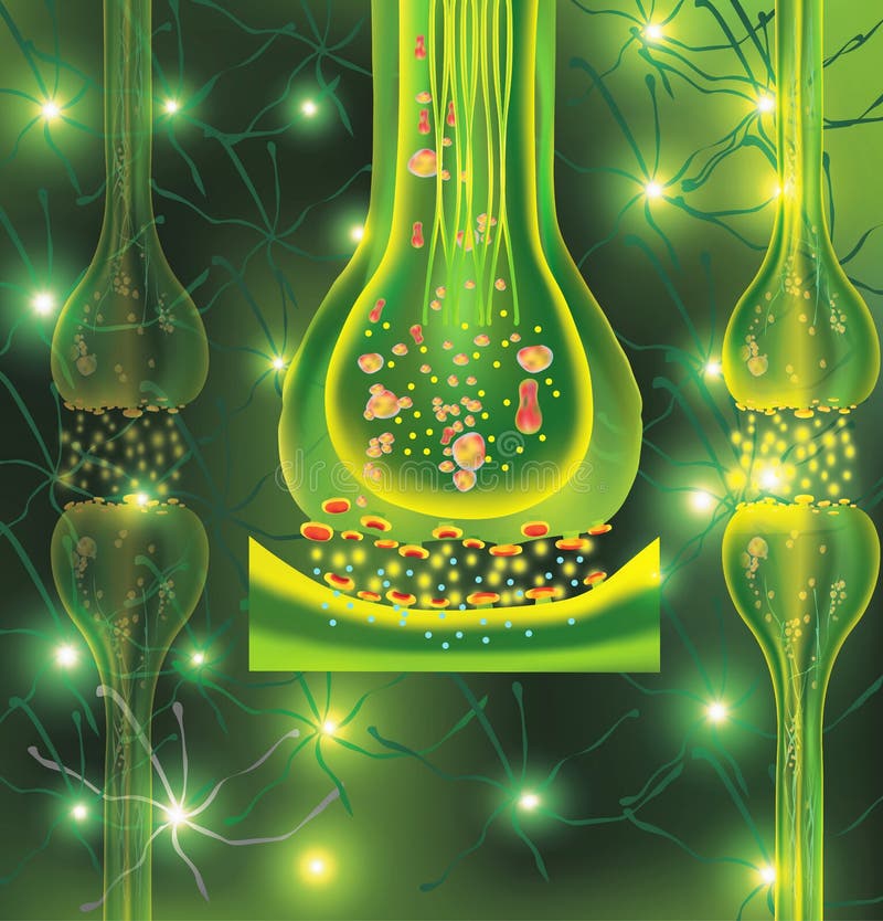 Anatomy Synapse Cells. Transmission Signal of Impulse in a Living ... Anatomy Synapse Cells. Transmission Signal of Impulse in a Living ...