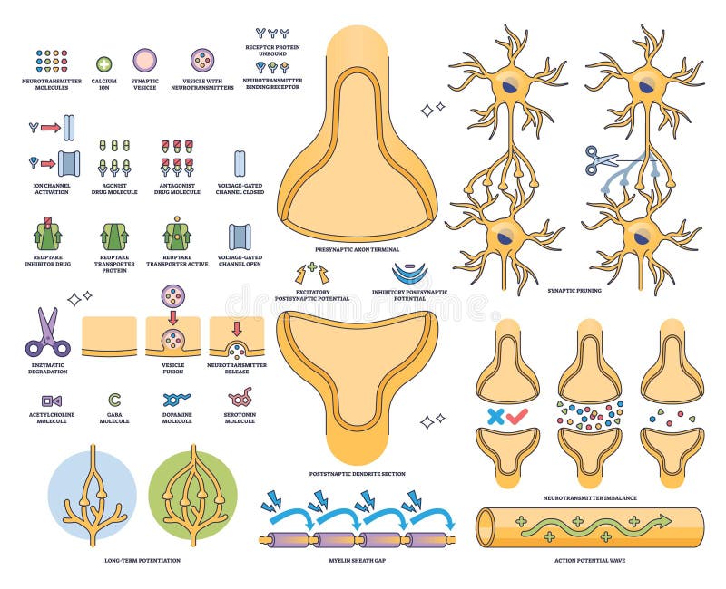 Synapse and Neurotransmission Visualizes Neuron Terminals, Synaptic ...