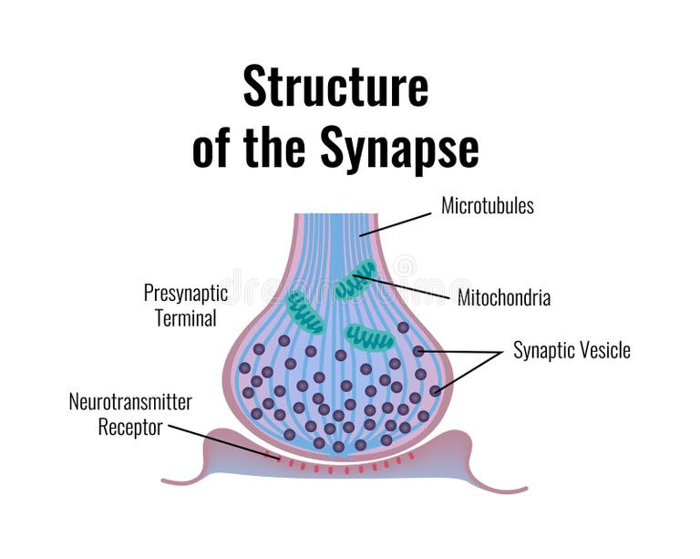 Neurology Structure Stock Illustrations – 8,410 Neurology Structure ...