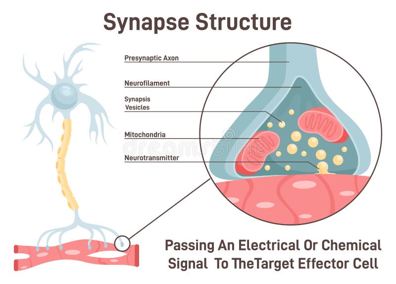 Neurotransmitter Release Stock Illustrations – 151 Neurotransmitter ... Neurotransmitter Release Stock Illustrations – 151 Neurotransmitter ...