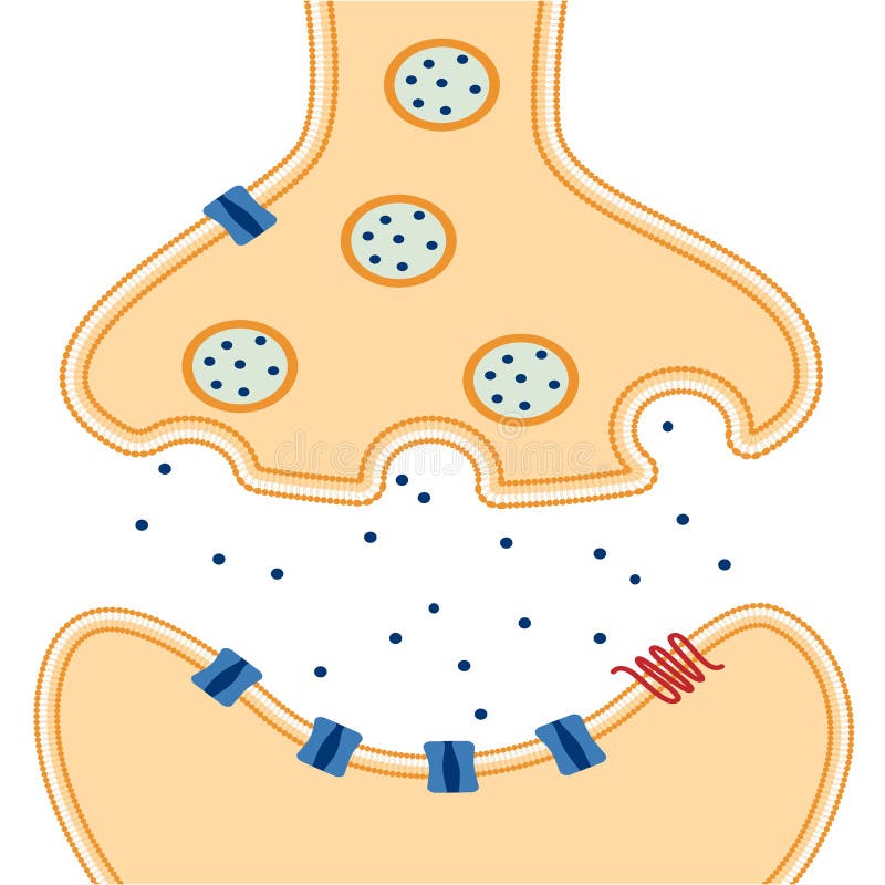 Synapse between Two Neurons Vector Illustration Background Stock Vector ... Synapse between Two Neurons Vector Illustration Background Stock Vector ...