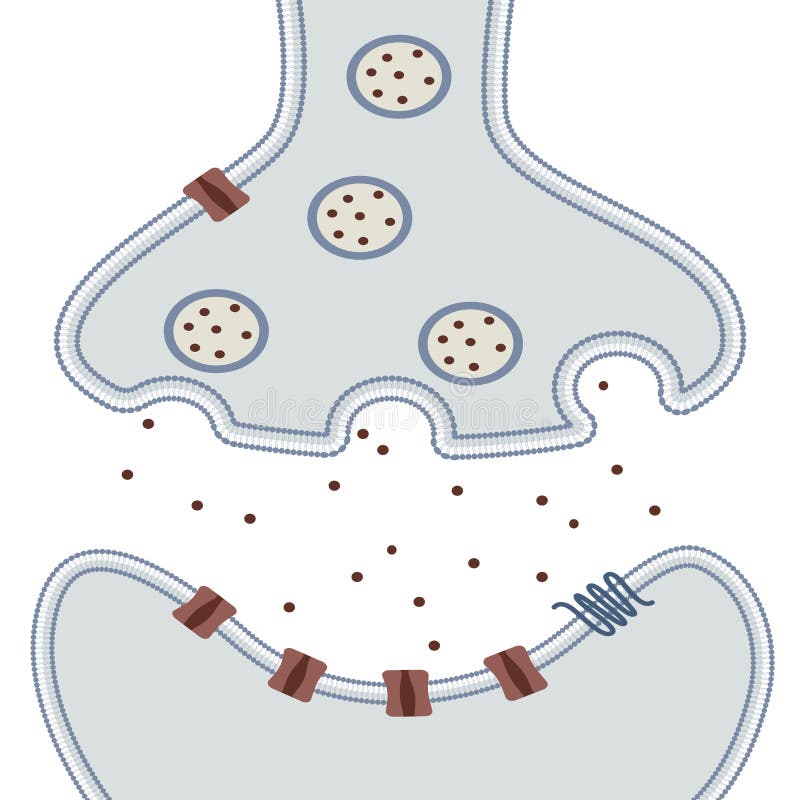 Synapse between Two Neurons Vector Illustration Background Stock Vector ...