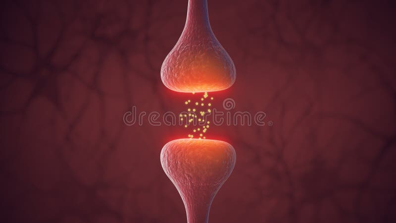Synaptic Activity Supporting Neuronal Pathway Signal Transmission Stock ...