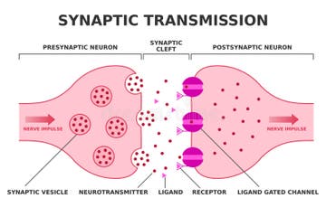 Synaptic Transmission. Neurotransmission. Stock Vector - Illustration ...