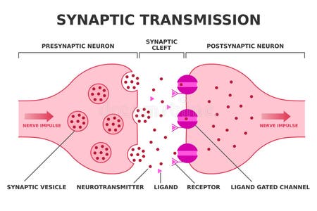 Synaptic Transmission. Neurotransmission. Stock Vector - Illustration ...
