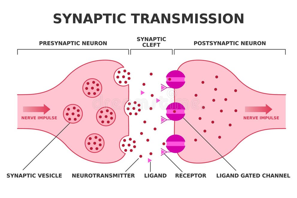 Synaptic Transmission. Neurotransmission. Stock Vector - Illustration ...