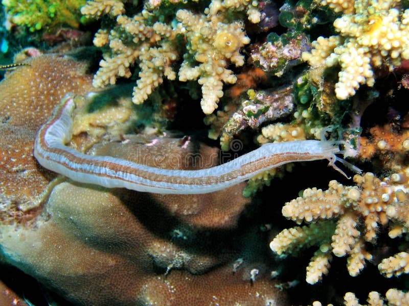 Synaptid Sea Cucumber stock image. Image of cucumber, ocean - 1217829