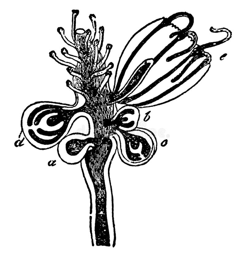 Syncoryne Stock Illustrations – 1 Syncoryne Stock Illustrations ...