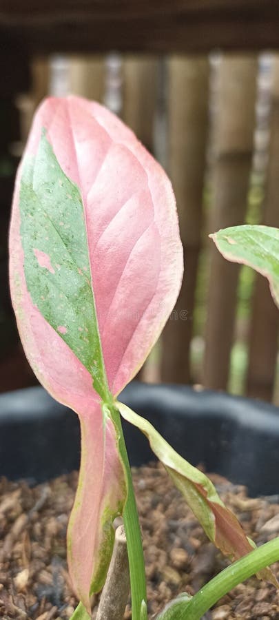 Syngonium Leave Pinkspot Pink Green Stock Photo - Image of leave, green ...