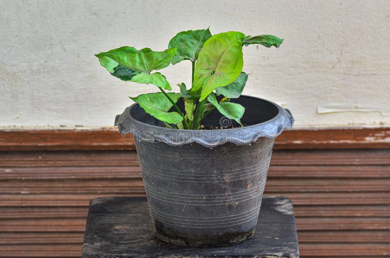 Syngonium Podophyllum Green Splash Stock Image - Image of garden ...