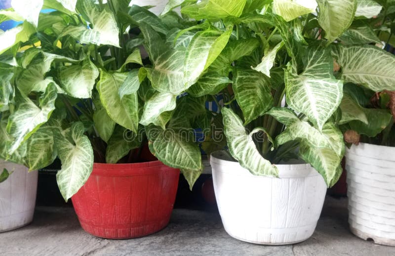 Syngonium Variegata Batik Plant in Pot Stock Photo - Image of batik ...
