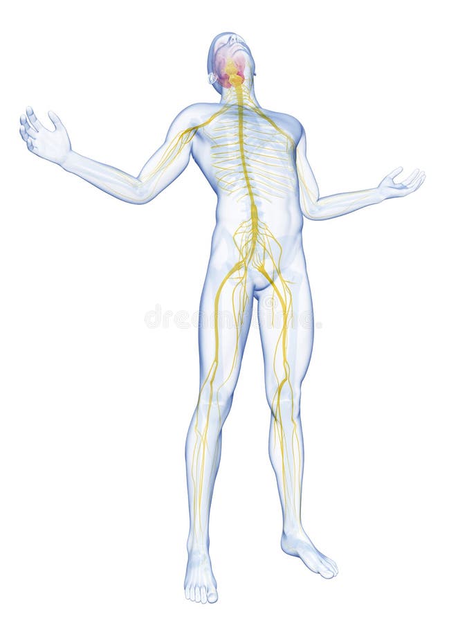 Synliga hjärna och nerver stock illustrationer. Illustration av ...