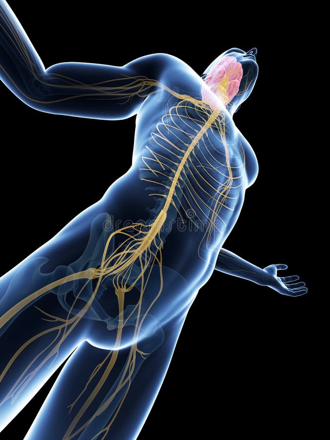 Nerver Stock Illustrationer, Vektorer, & Clipart – (2,501 Stock ...