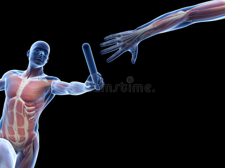 Synliga muskler stock illustrationer. Illustration av kropp - 34776396