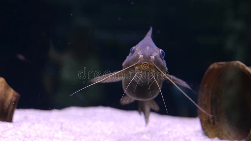 Synodontis. Fish with a Mustache in an Aquarium Close-up Stock Footage ...