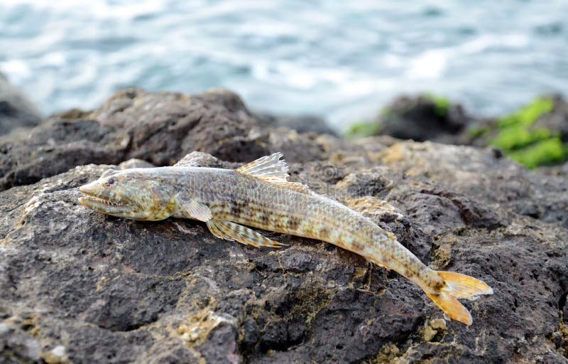 Synodus saurus stock image. Image of eyes, saurus, fishing - 24004389