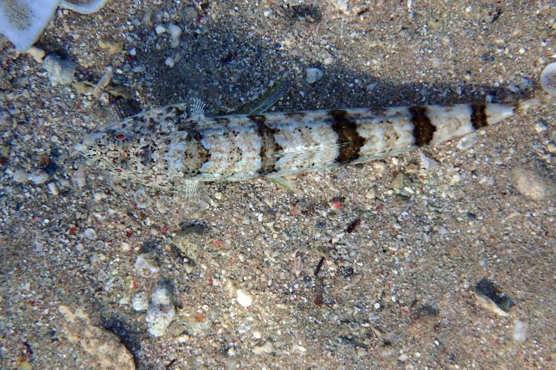 Synodus variegatus fish stock photo. Image of animal - 378975994