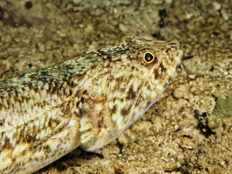 Lizard Fish stock photo. Image of tropical, aquatic, colorful - 11261812