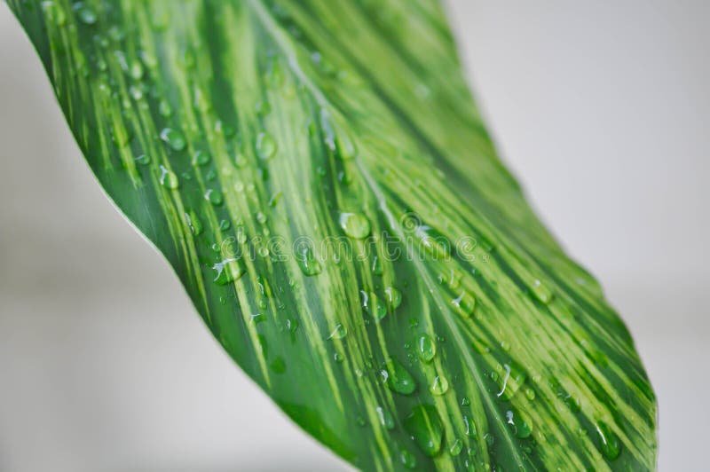 SynonymA Sanderae, Variegated Shell Ginger or ZINGIBERACEAE or Alpinia ...