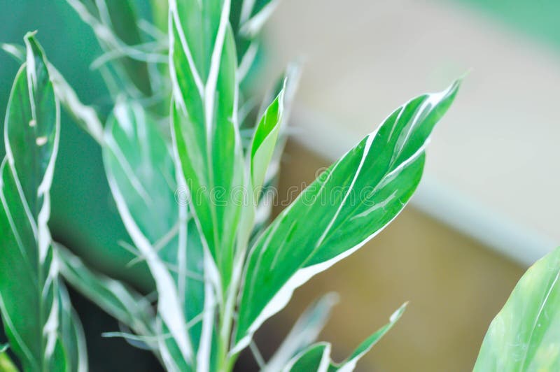 SynonymA Sanderae, Variegated Shell Ginger or ZINGIBERACEAE or Alpinia ...